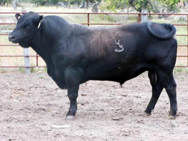 Herd Bulls – Dockweiler Angus
